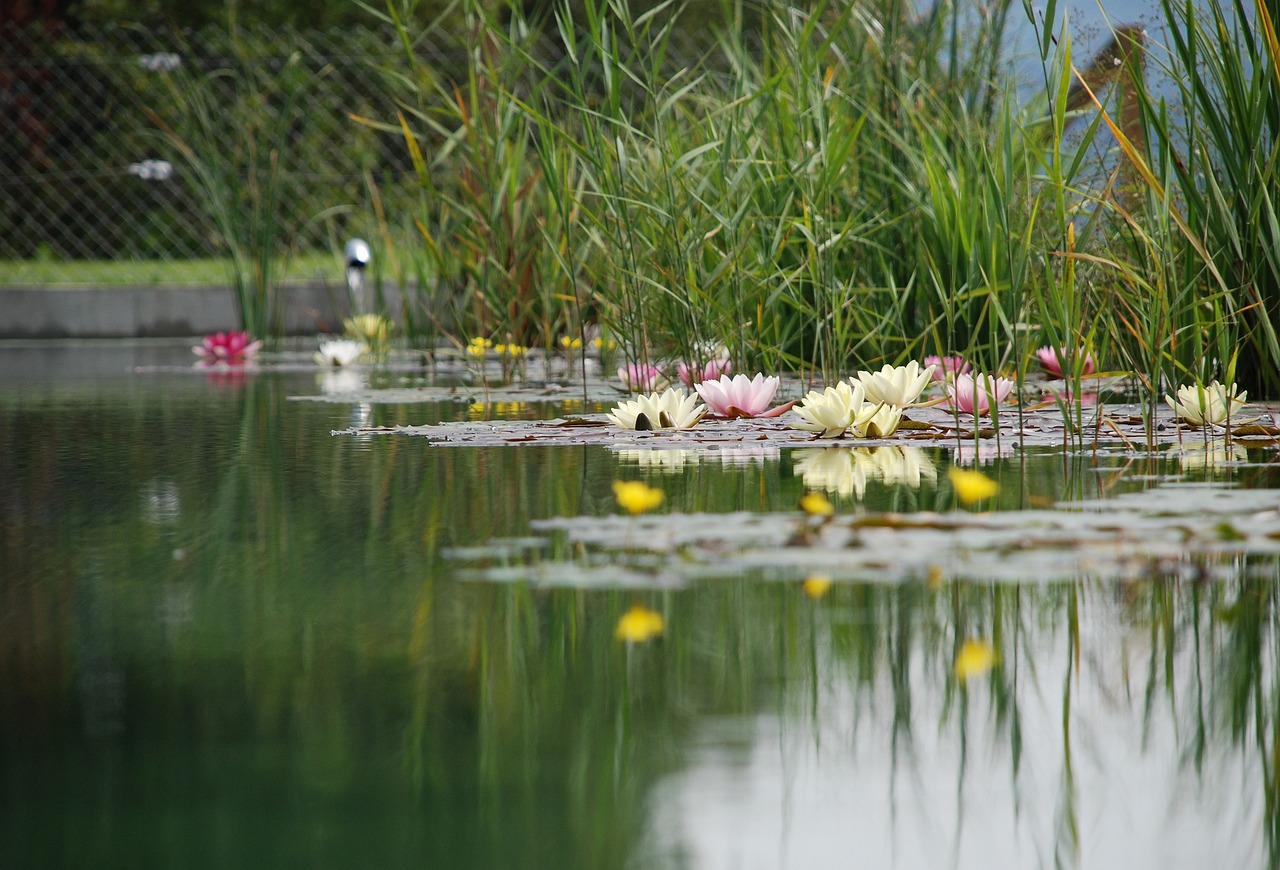 Aanleggen poel - De natuur van hier