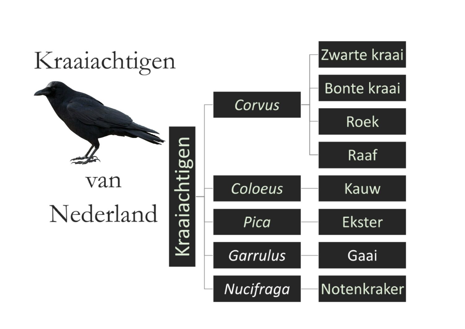 Kraaien in Nederland - Deel I - De natuur van hier