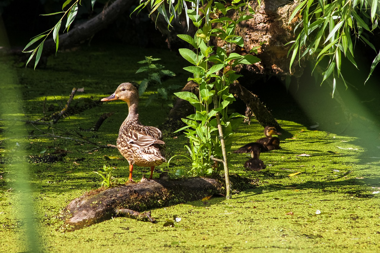 Aanleggen poel - De natuur van hier