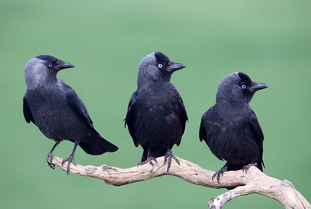 Kauw - Kraaien in Nederland - deel II - De natuur van hier