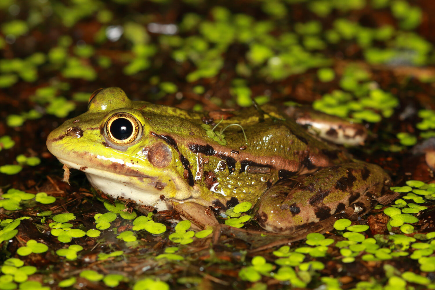Kikkers in Nederland - De natuur van hier