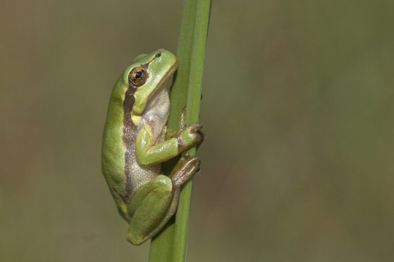 Kikkers in Nederland - De natuur van hier