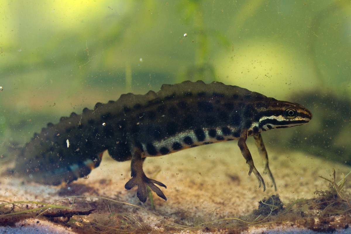 Salamanders in Nederland - De natuur van hier