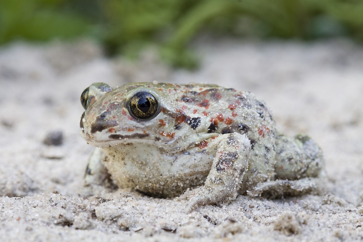 Padden in Nederland - De natuur van hier