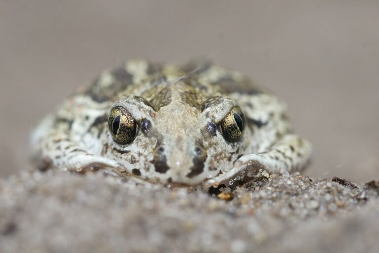 Kiekendieven in Nederland - Roofvogels deel III - De natuur van hier