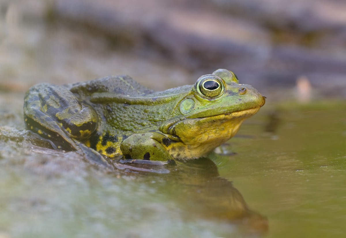 Kikkers in Nederland - De natuur van hier