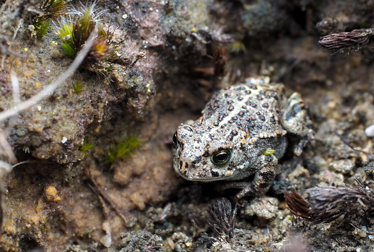 Padden in Nederland - De natuur van hier