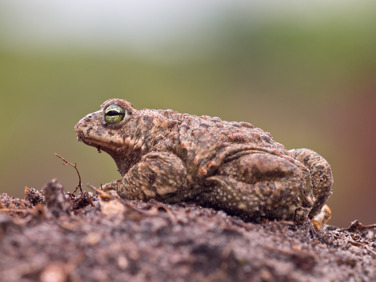Padden in Nederland - De natuur van hier