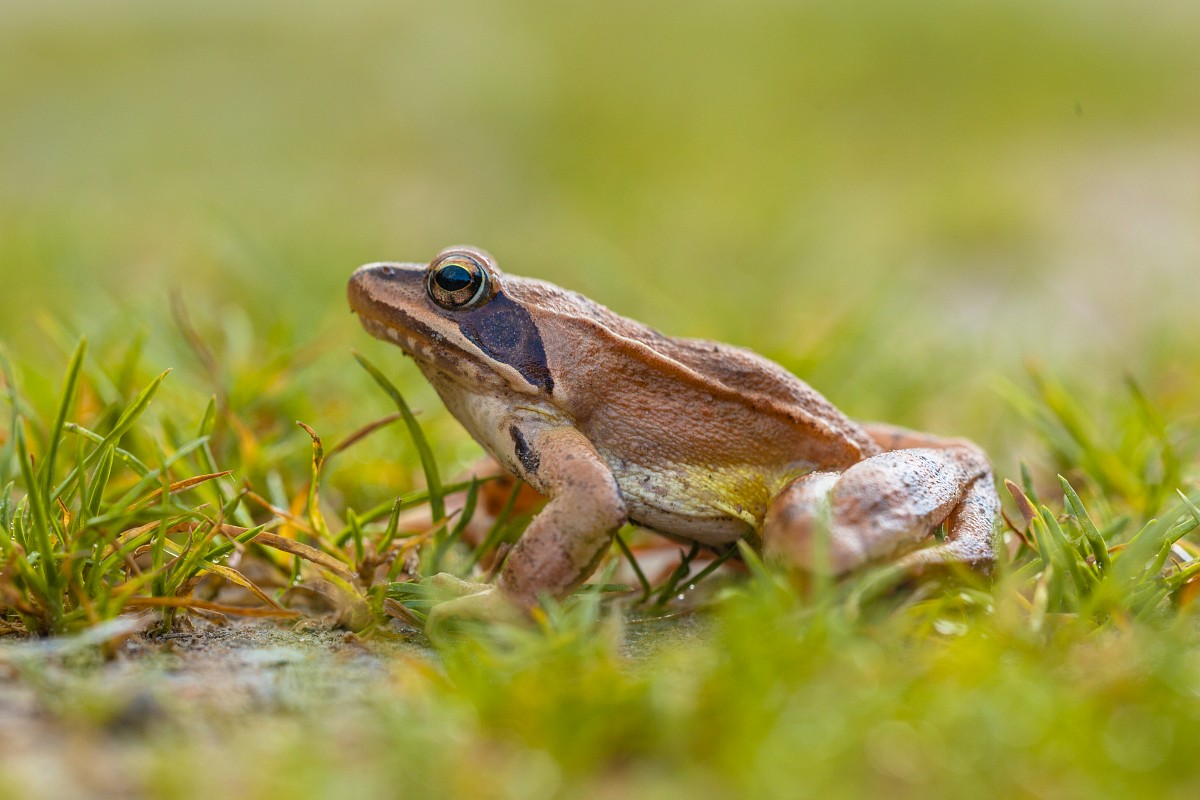 Kikkers in Nederland - De natuur van hier