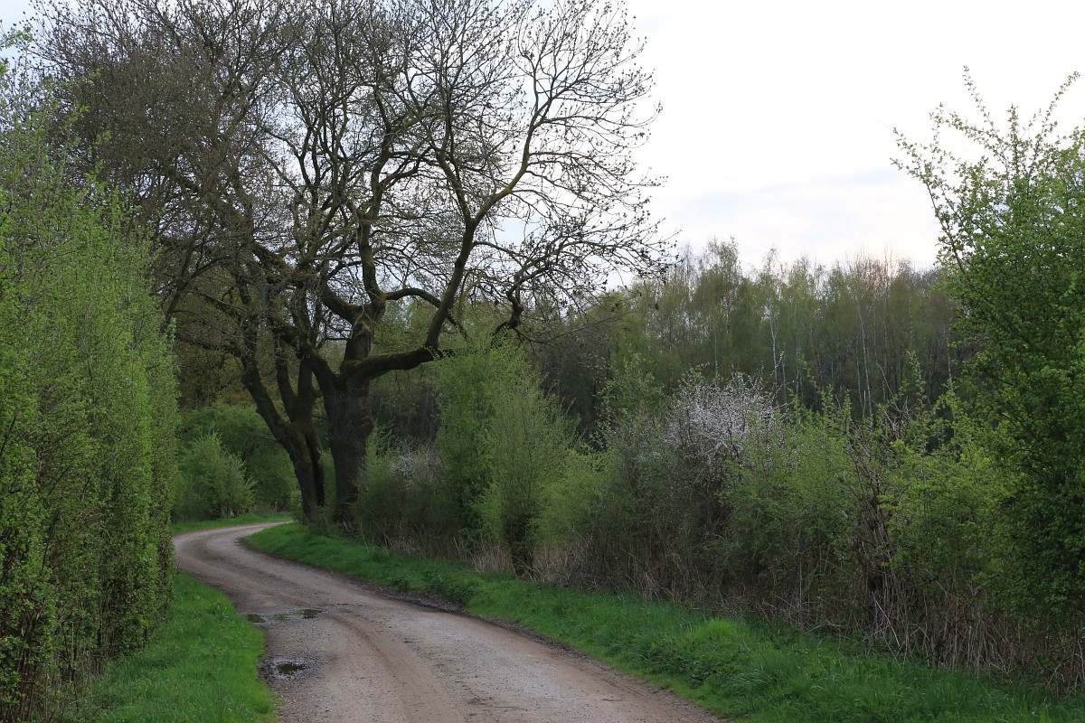 Gemengde haag aanplanten: stap-voor-stap handleiding - De natuur van hier