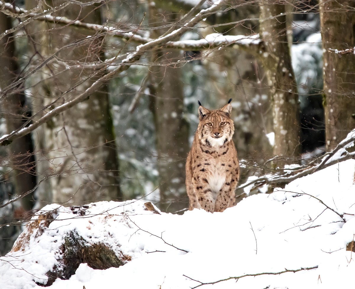 De lynx in Nederland - De natuur van hier