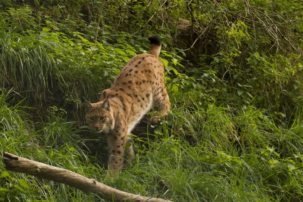 De lynx in Nederland - De natuur van hier