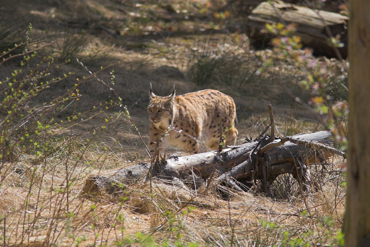 De lynx in Nederland - De natuur van hier