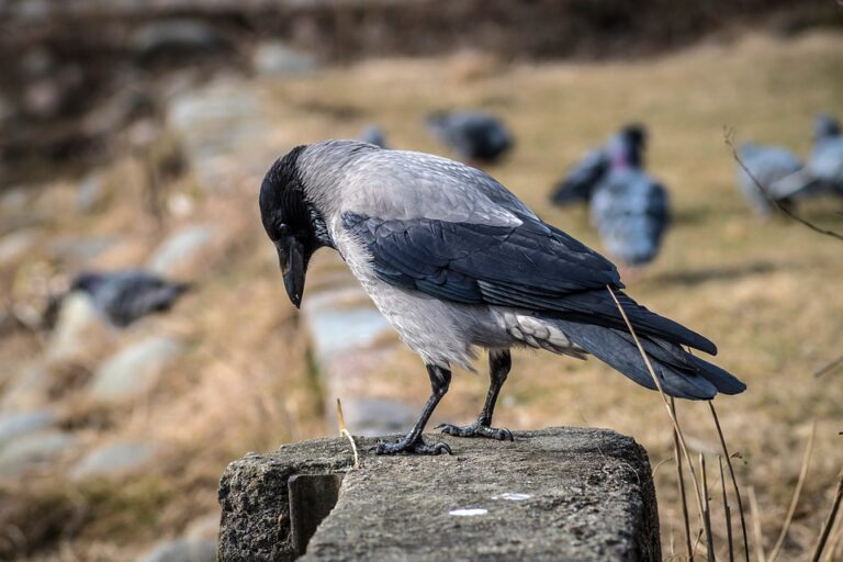 Zwarte kraai - Kraaien in Nederland - deel IV - de Natuur van hier