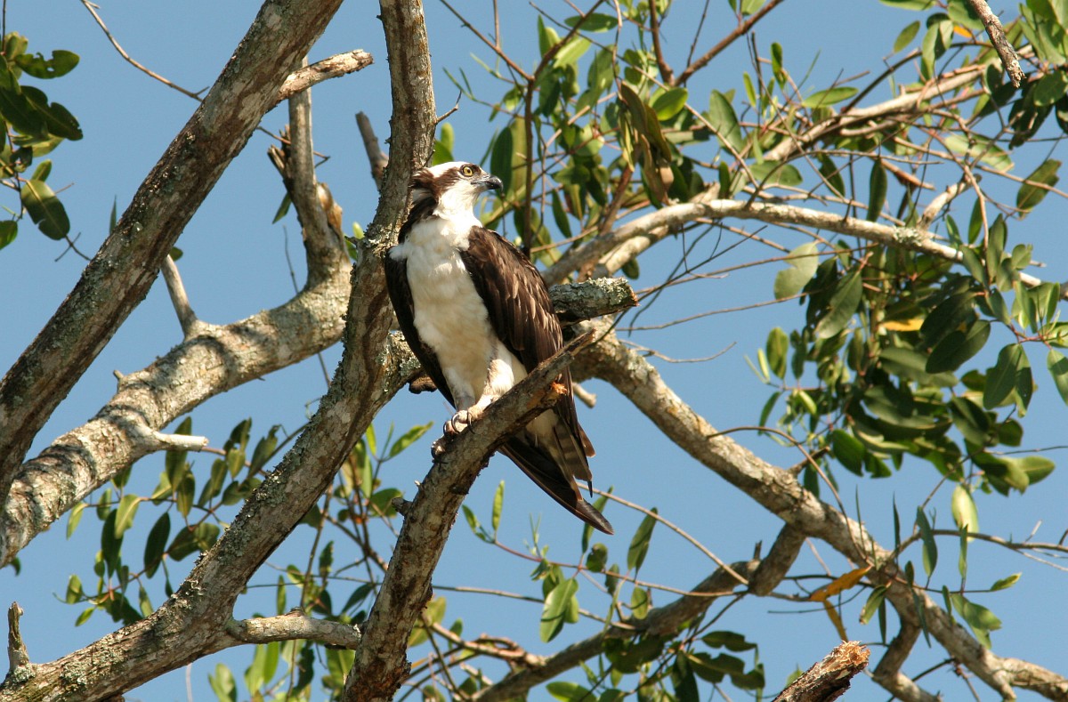 Arenden in Nederland - Roofvogels deel V - De natuur van hier
