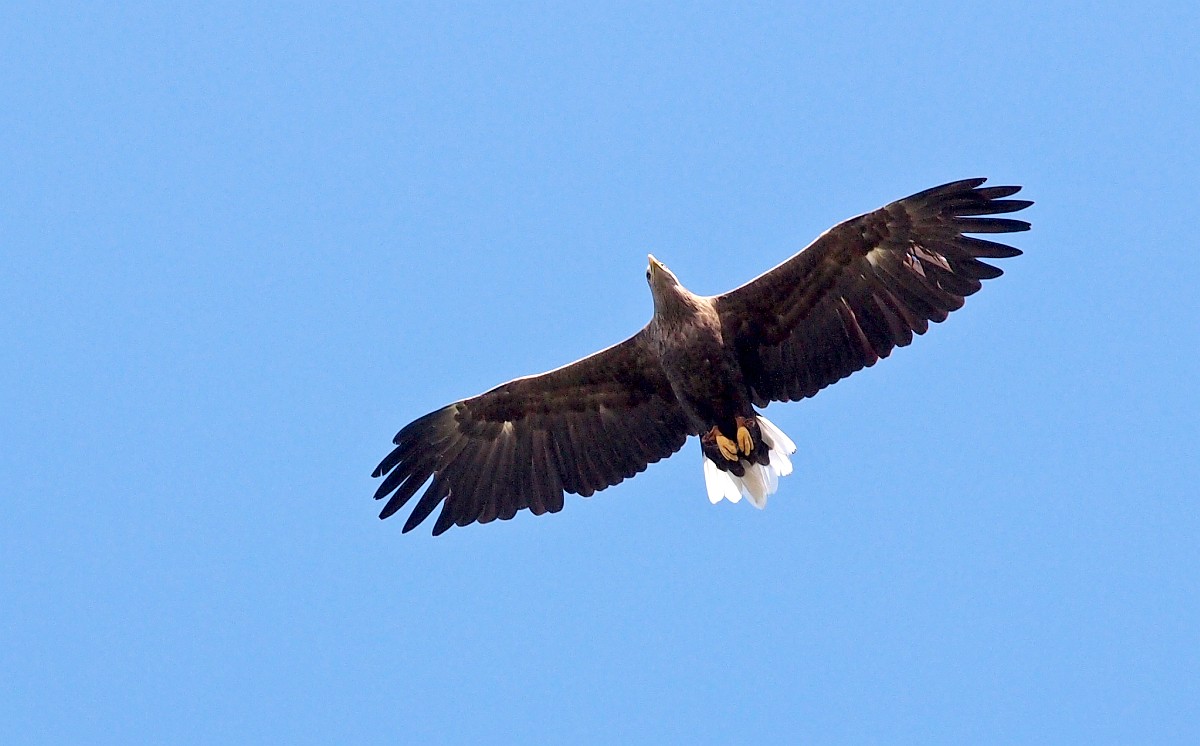 Arenden in Nederland - Roofvogels deel V - de Natuur van hier