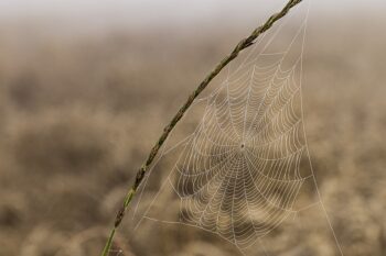 Hoe maakt een spin een spinnenweb? - de Natuur van hier