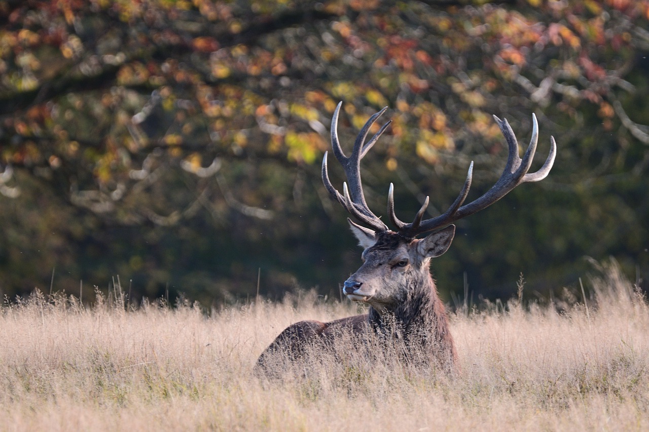 Herten in Nederland - De natuur van hier