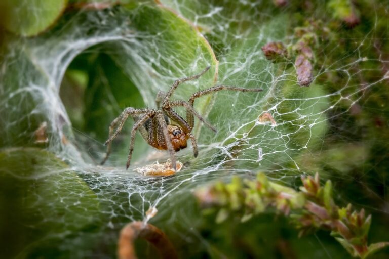 Hoe maakt een spin een spinnenweb? - de Natuur van hier