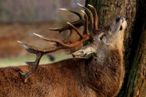 Herten in Nederland - de Natuur van hier