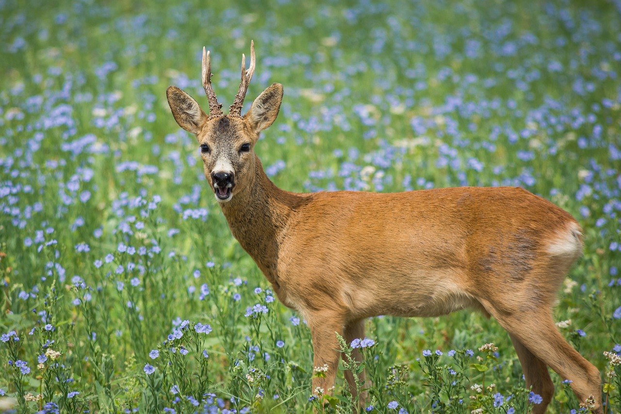 Herten in Nederland - De natuur van hier