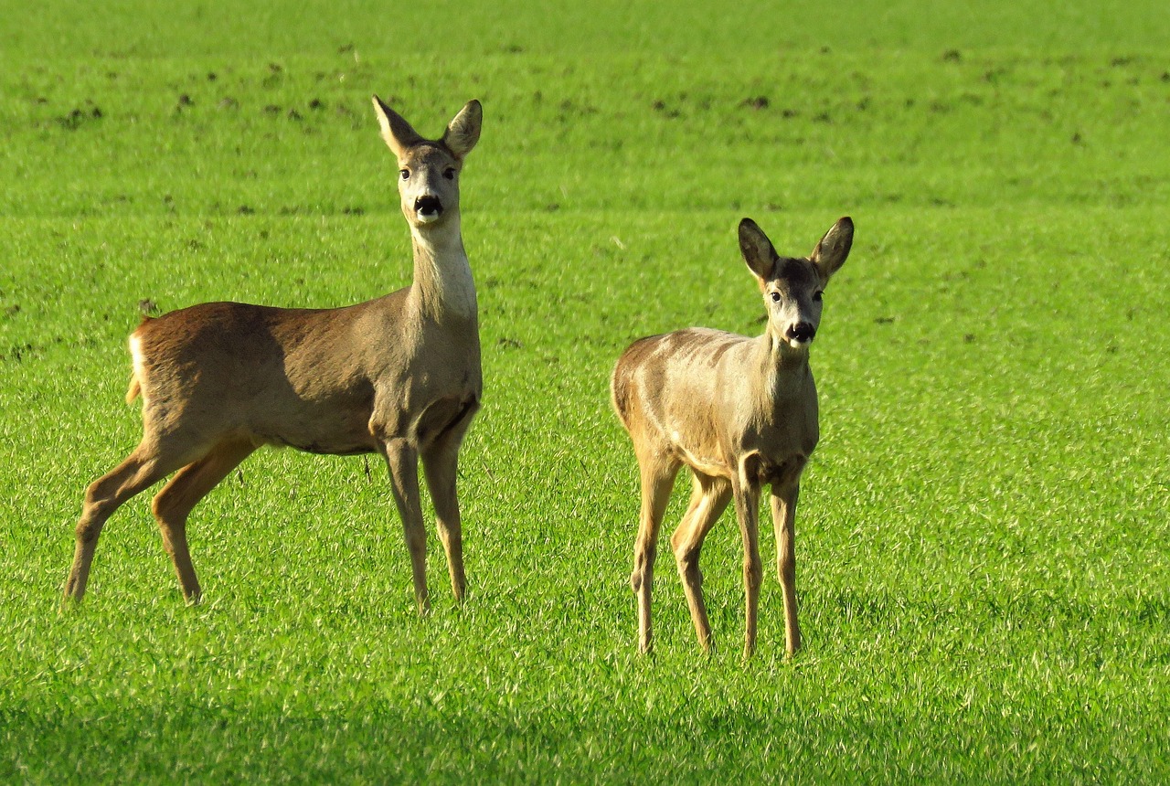 Herten in Nederland - De natuur van hier