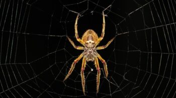 Hoe maakt een spin een spinnenweb? - de Natuur van hier
