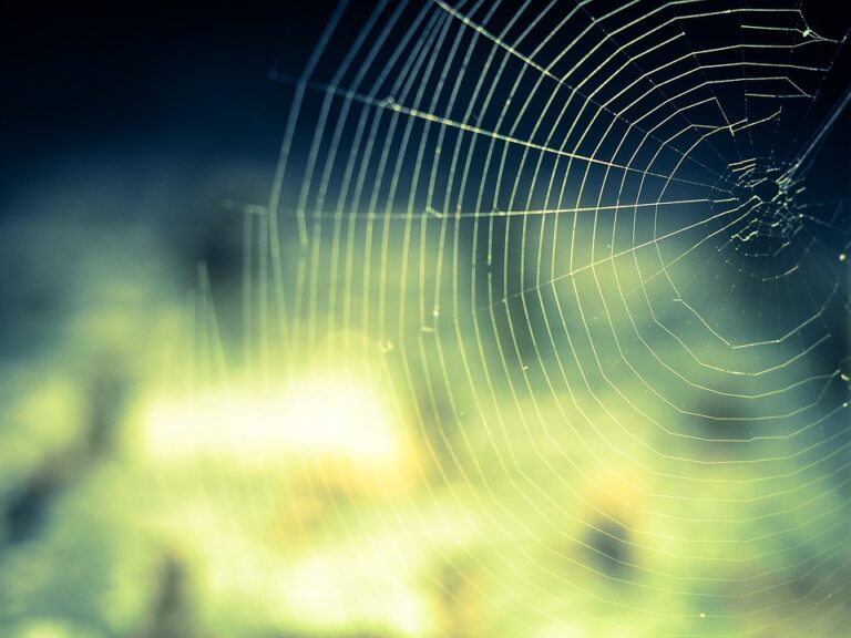 Hoe maakt een spin een spinnenweb? - de Natuur van hier