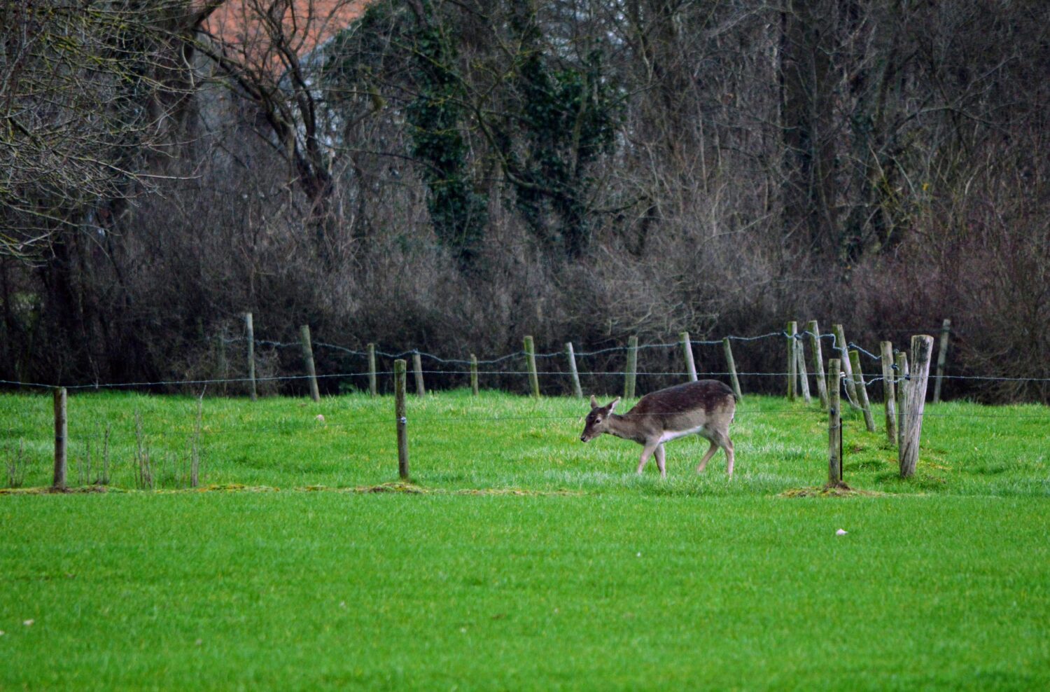 Herten in Nederland - De natuur van hier