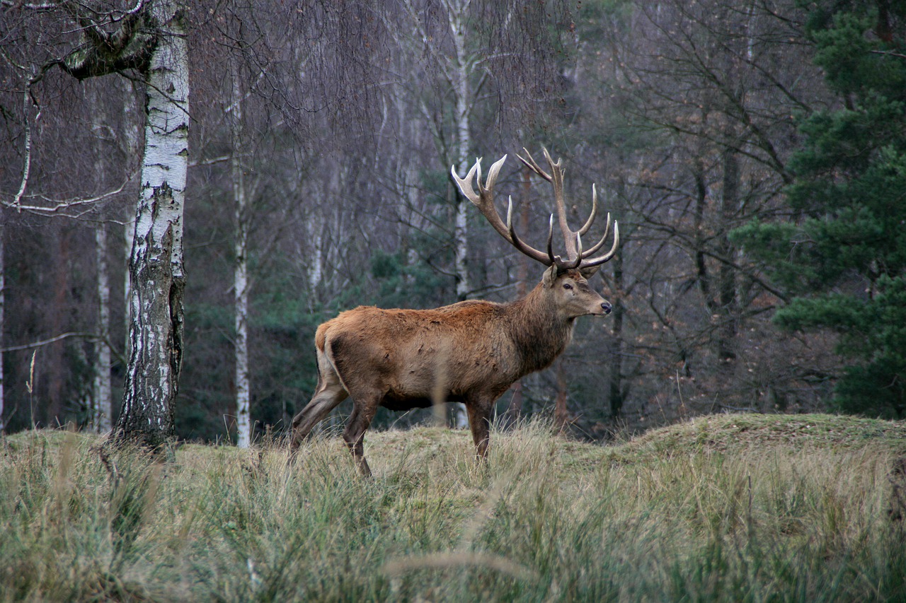 Herten in Nederland - De natuur van hier