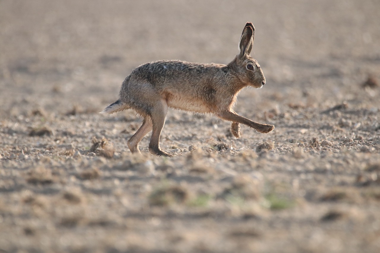 Wat is het verschil tussen een haas en een konijn? - De natuur van hier