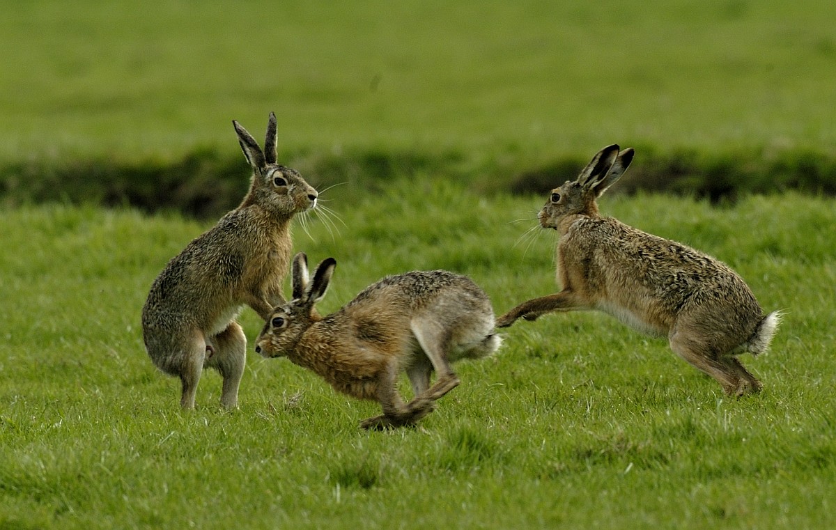 Wat is het verschil tussen een haas en een konijn? - De natuur van hier