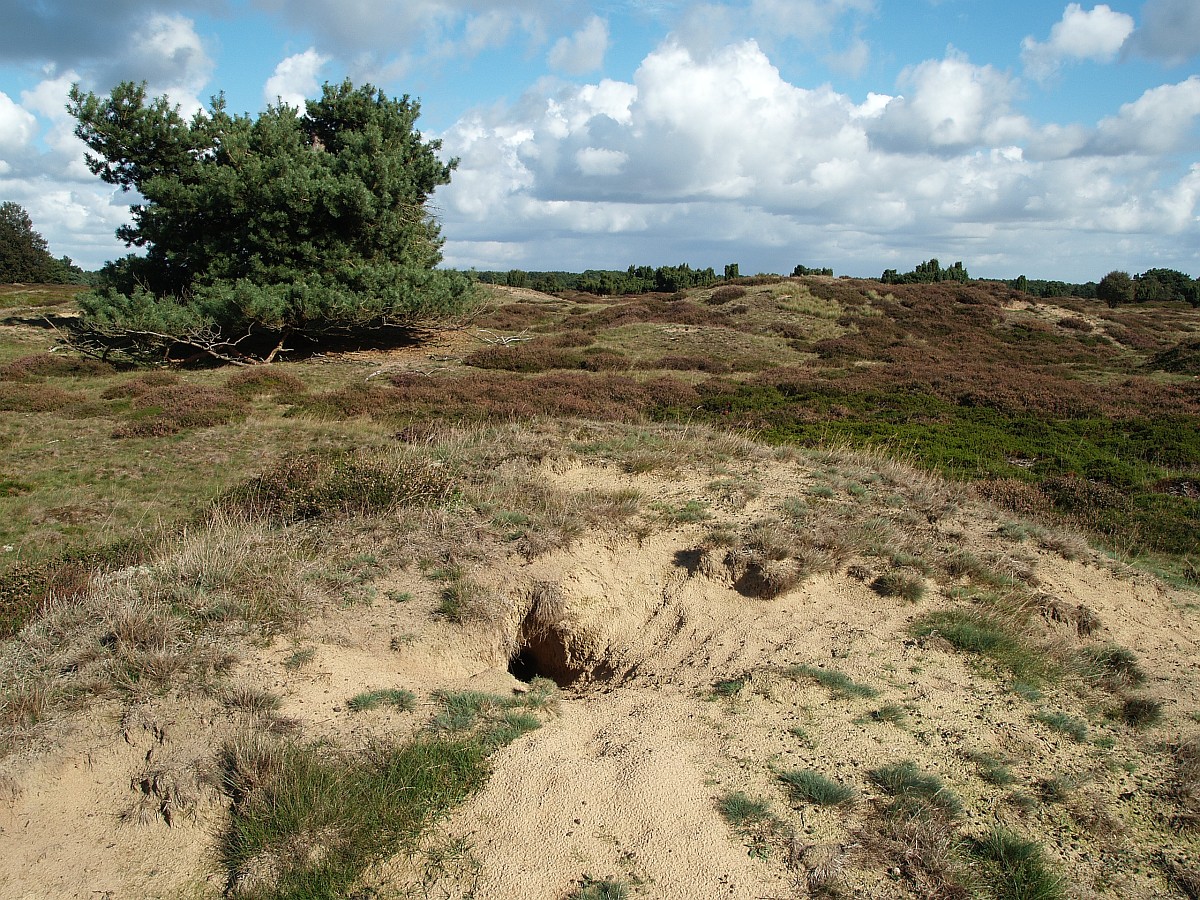 Wat is het verschil tussen een haas en een konijn? - de Natuur van hier