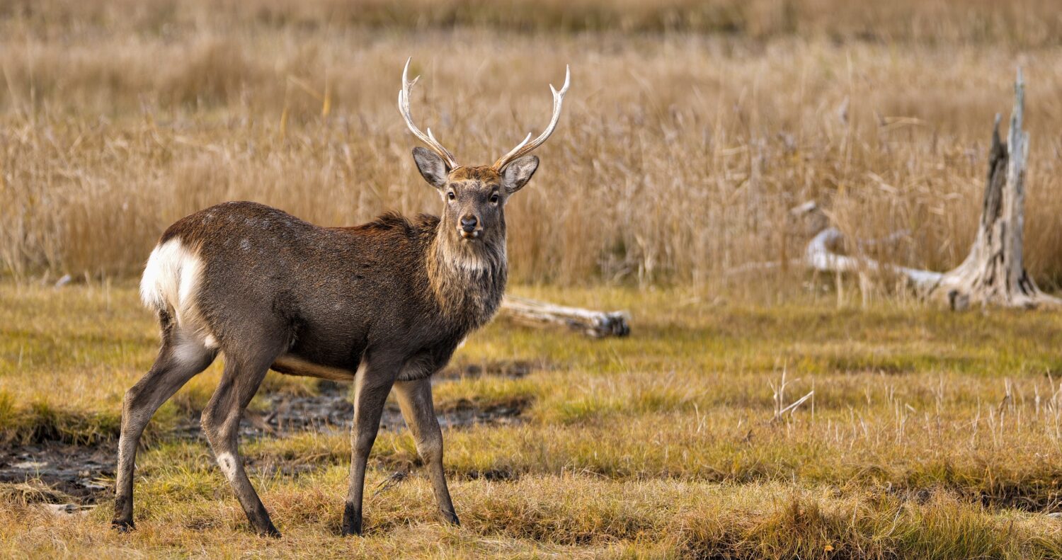 Herten in Nederland - De natuur van hier