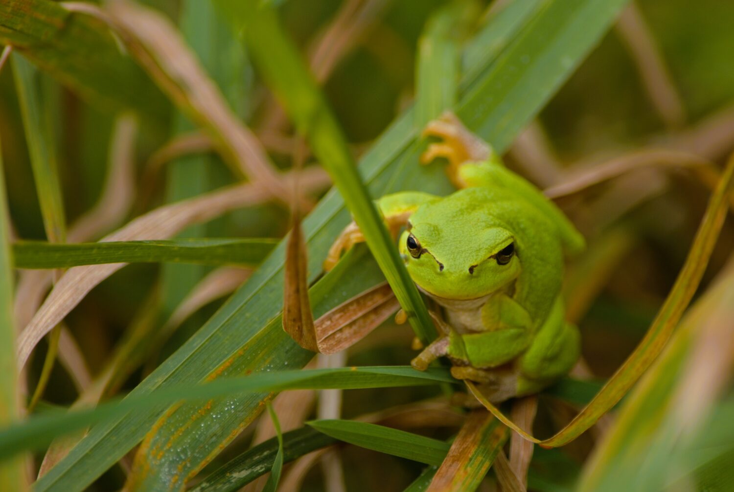 Wat is het verschil tussen een amfibie en een reptiel? - De natuur van hier