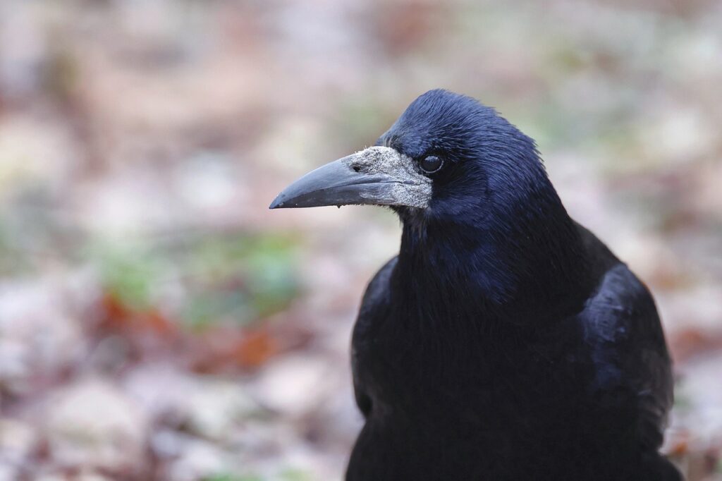 Kraaien in Nederland - Deel I - De natuur van hier