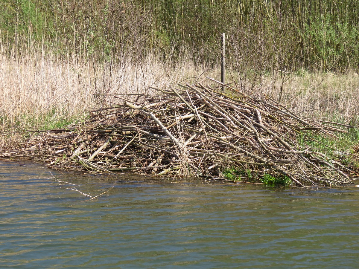 Waarom bouwen bevers dammen? - De natuur van hier
