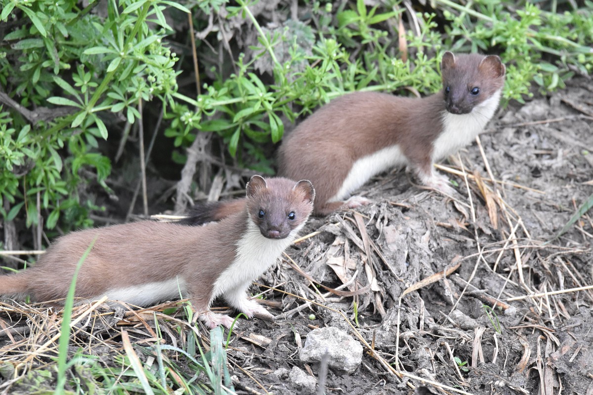 Marters in Nederland - De natuur van hier