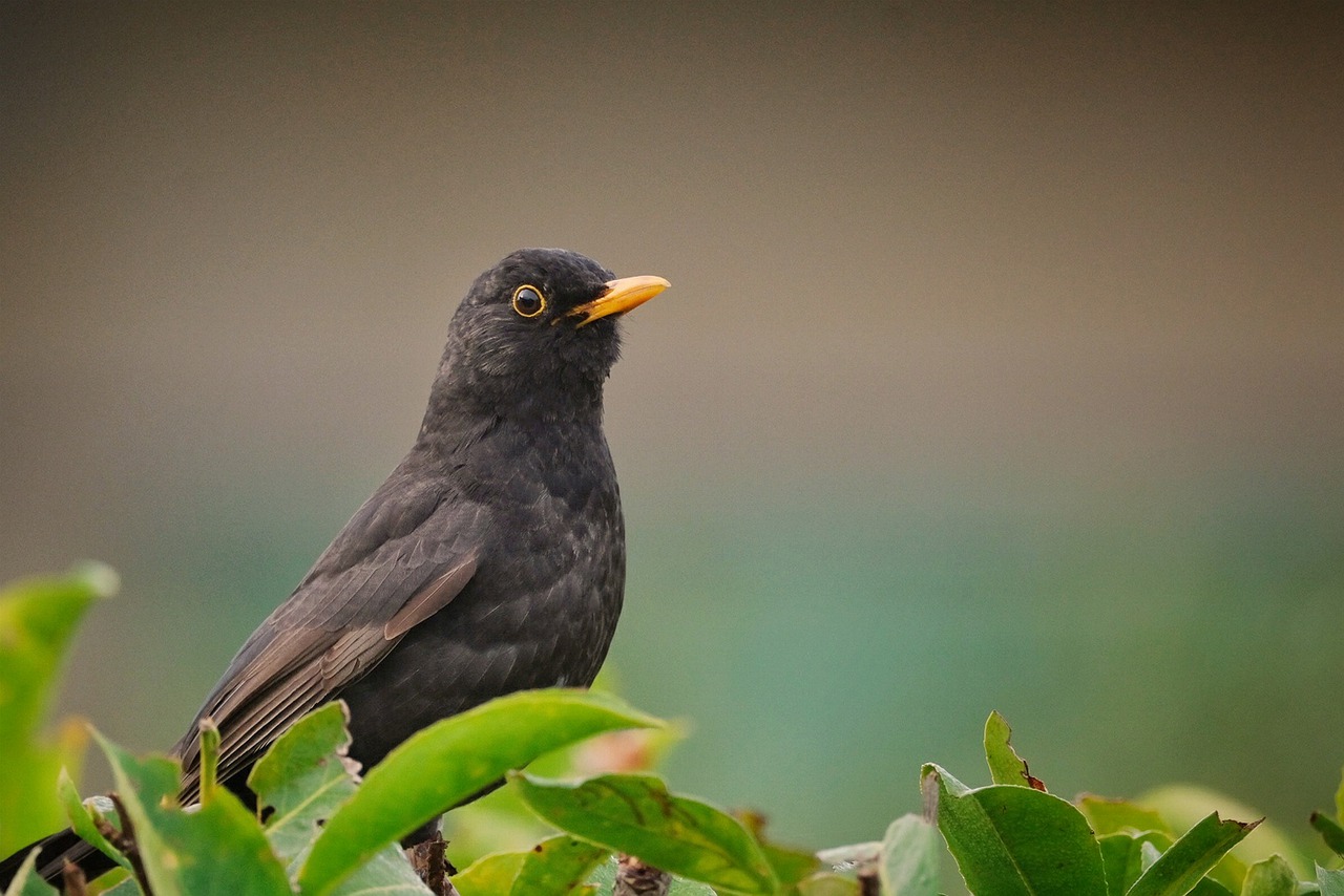 Bouwtekening nestkast merel - De natuur van hier