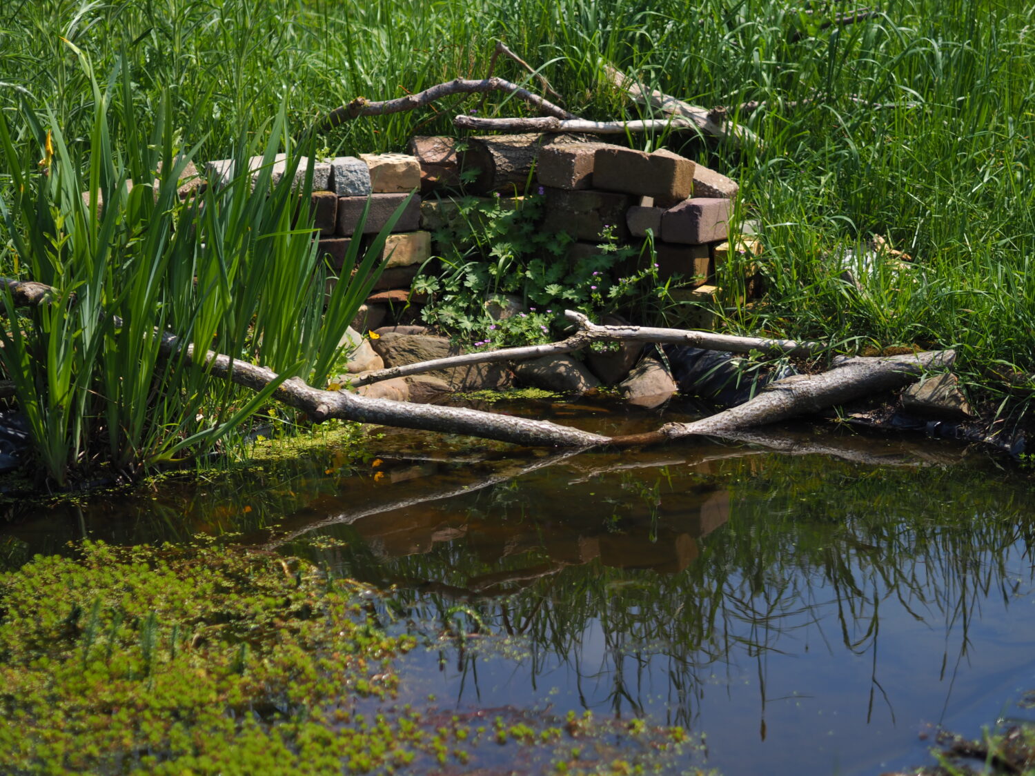 Aanleggen poel - De natuur van hier