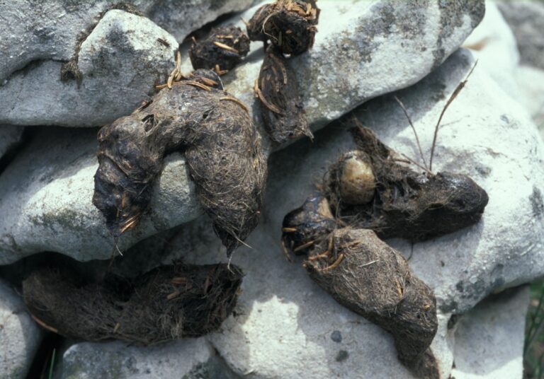 Dierensporen herkennen - De natuur van hier