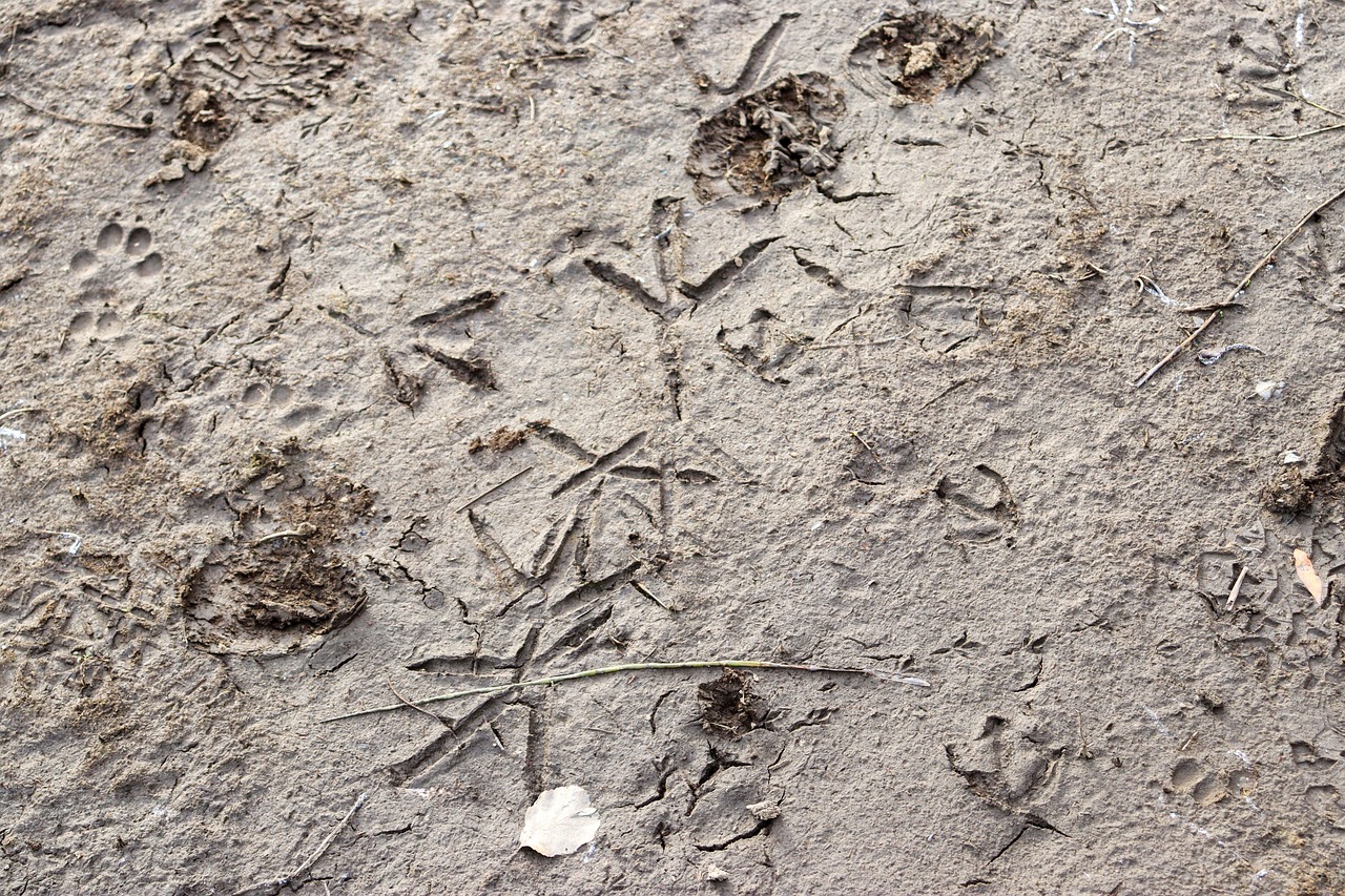 Dierensporen herkennen - De natuur van hier