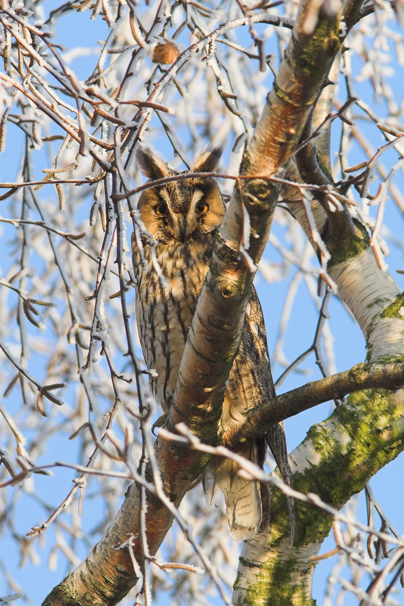 Uilen in Nederland - deel II - De natuur van hier