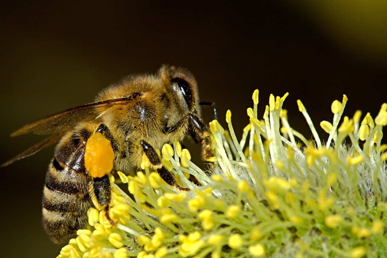 Hoe maakt een bij honing? - De natuur van hier