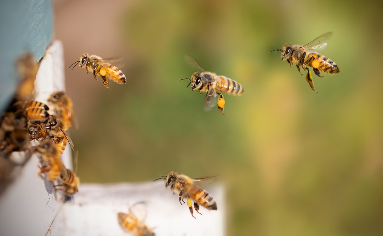 Hoe maakt een bij honing? - de Natuur van hier
