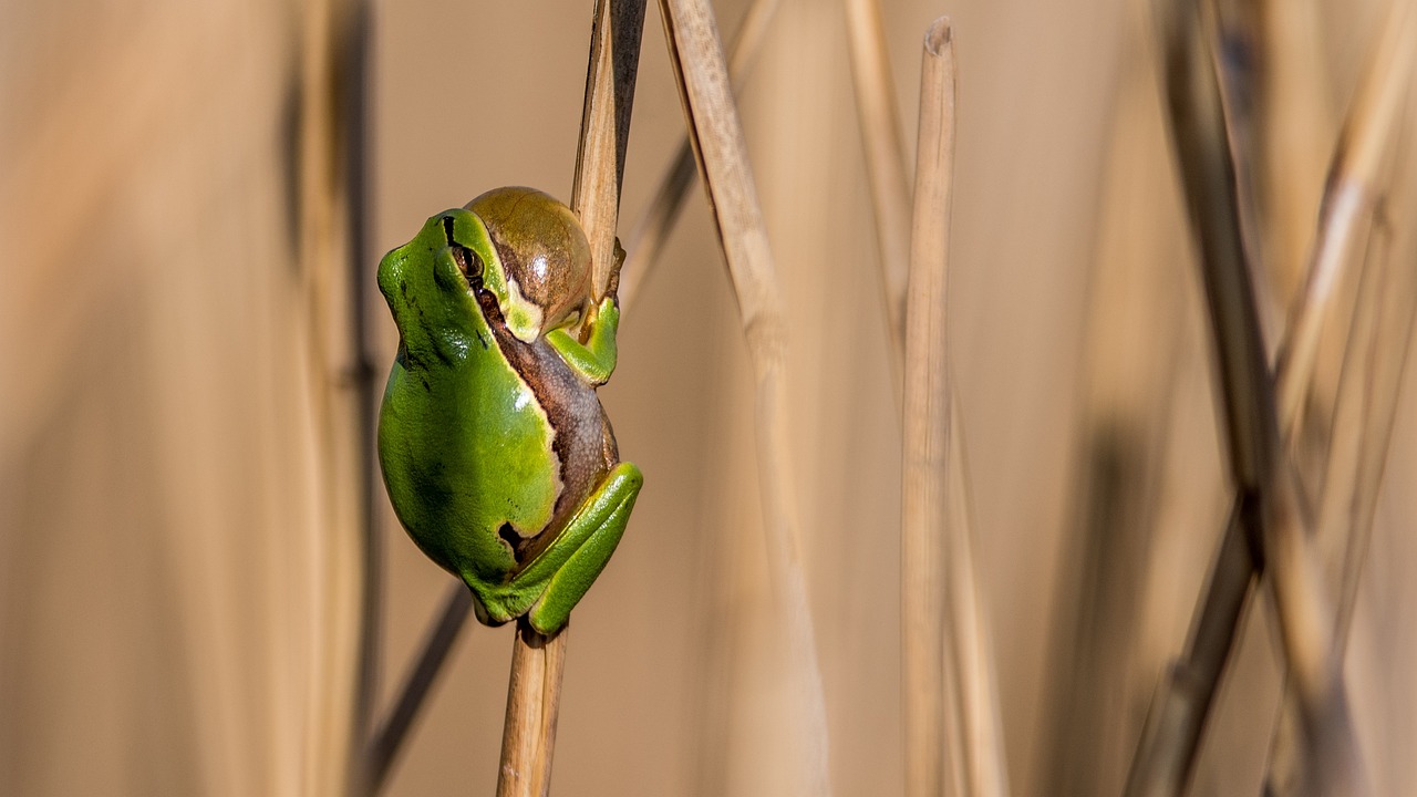 Paddentrek - De natuur van hier