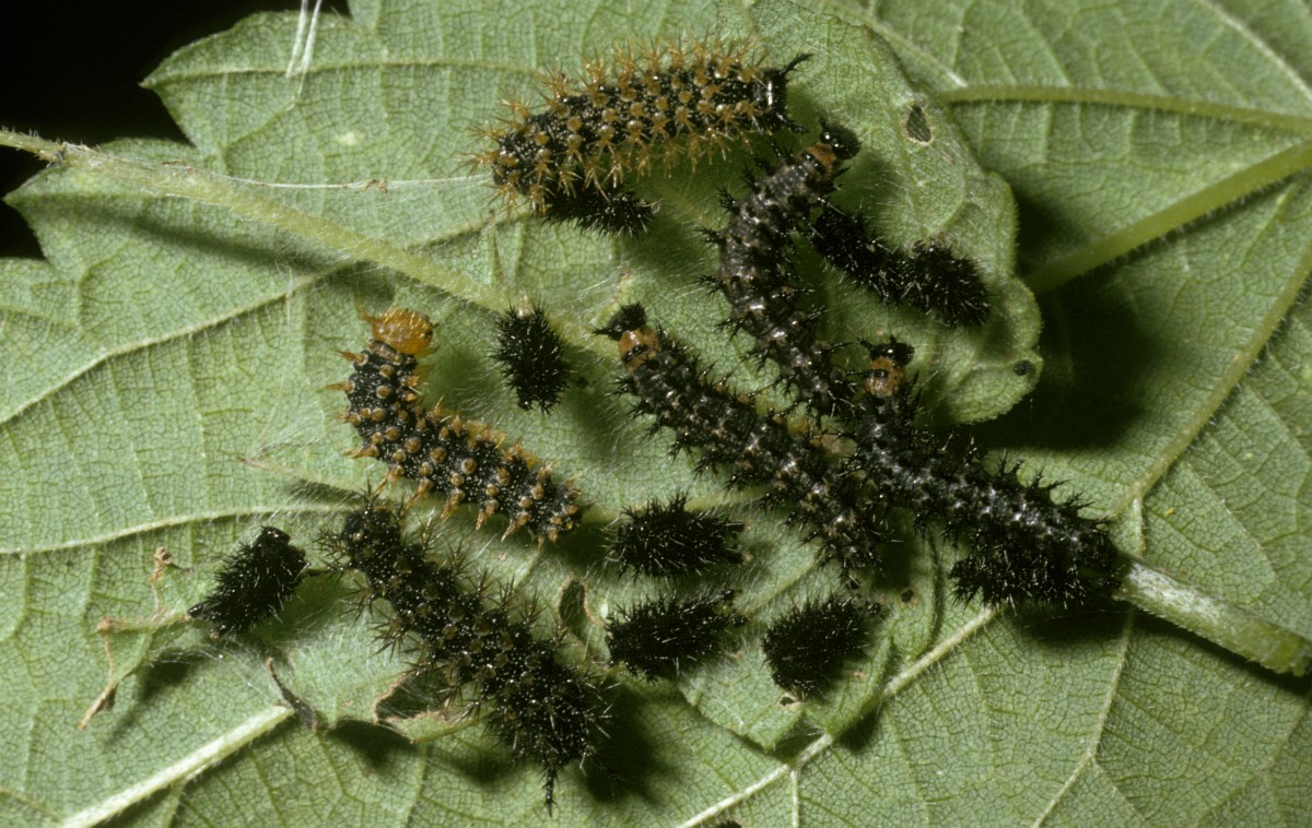 De beste waardplanten voor vlinders - De natuur van hier
