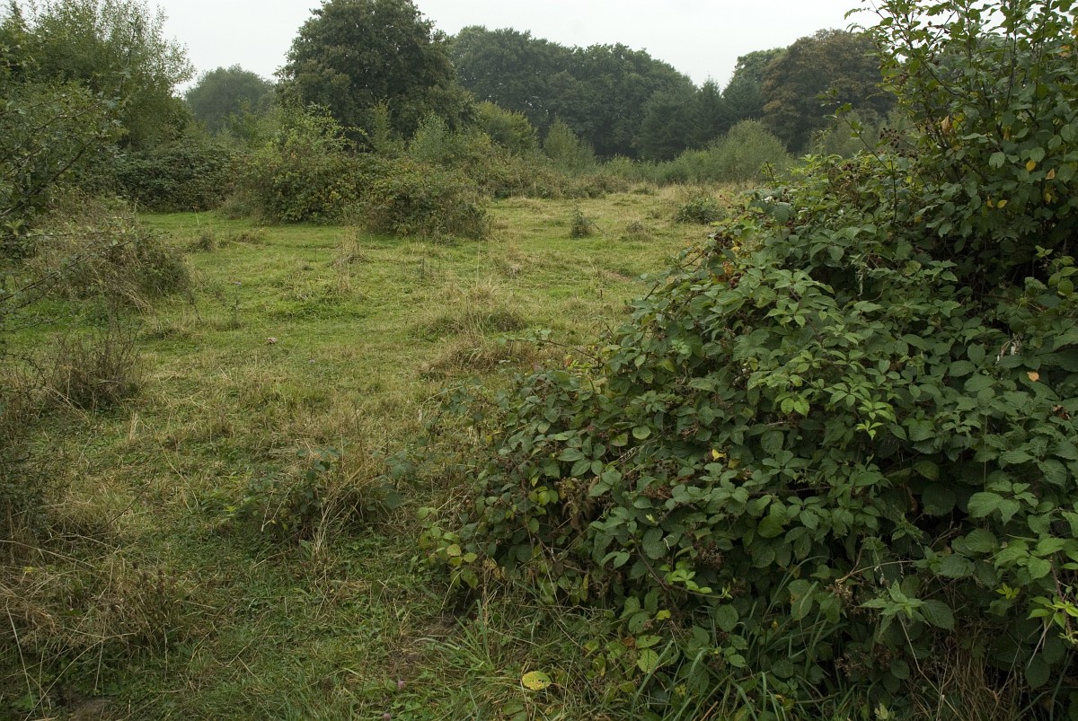 Wat is een bos? - De natuur van hier