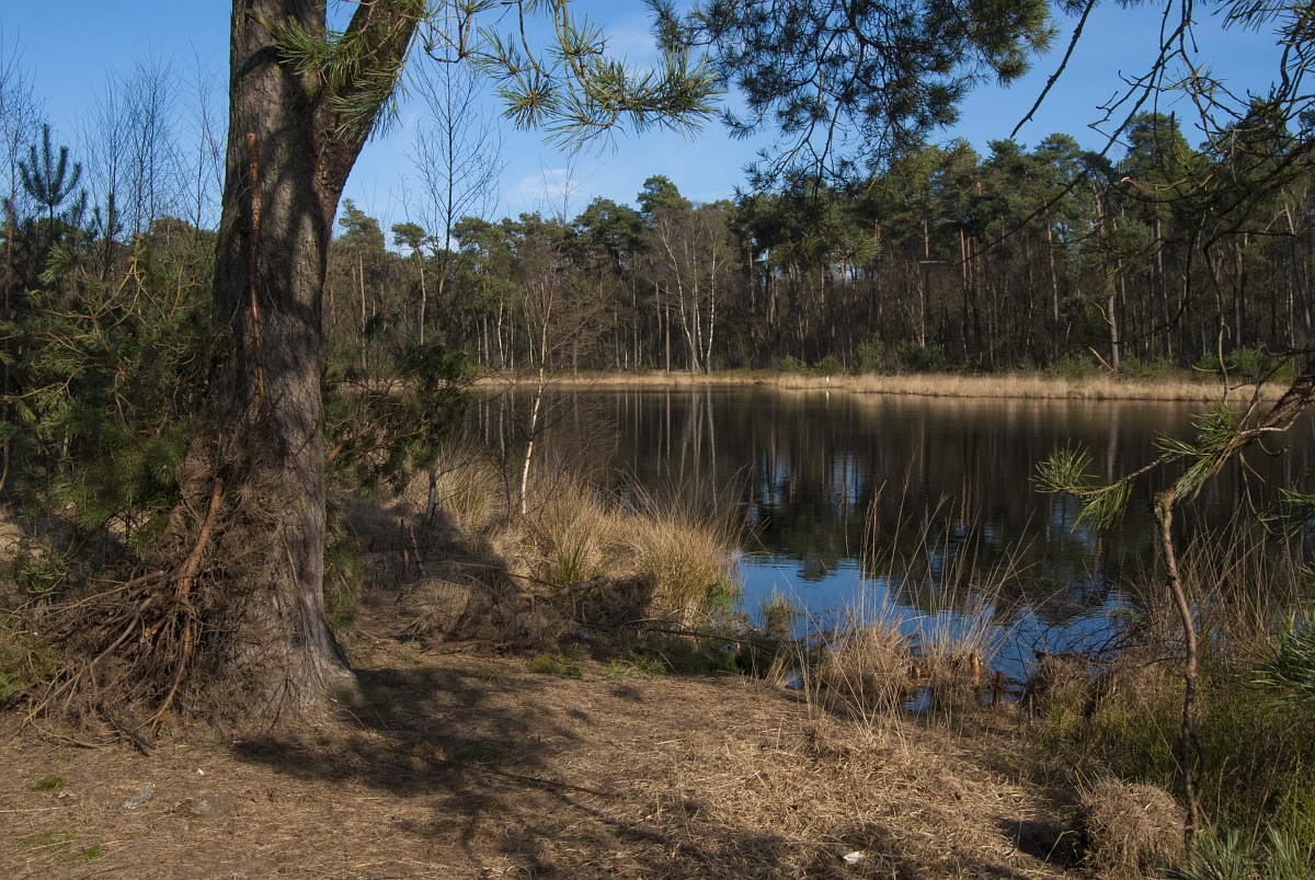 De vijf mooiste bossen in Nederland - De natuur van hier