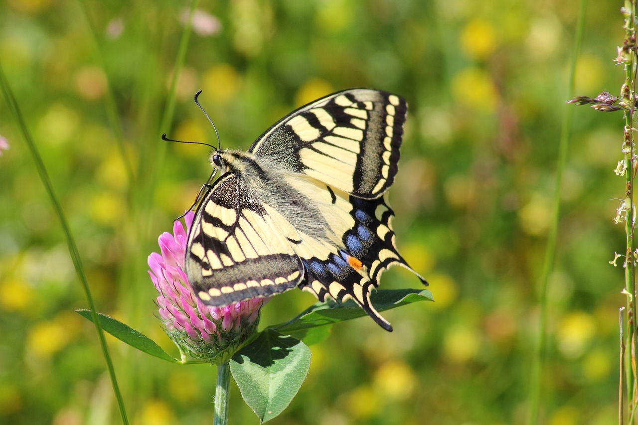 Herken gele vlinders - met foto's en tips - De natuur van hier